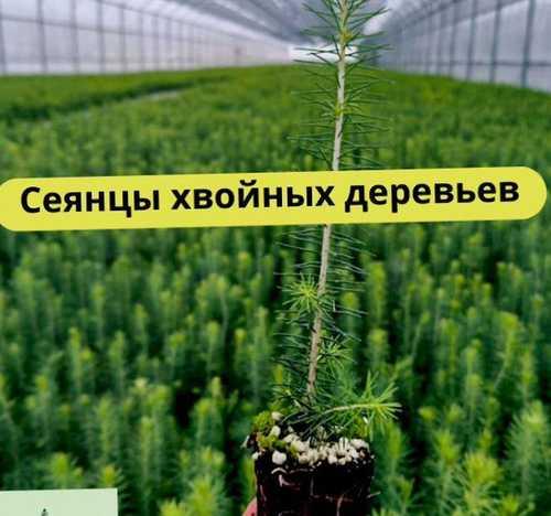 Сосна Обыкновенная/Pinus sylvestris