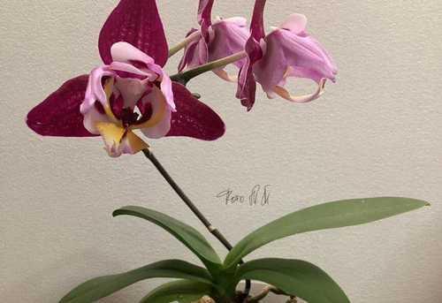 Орхидеи из личной коллекции