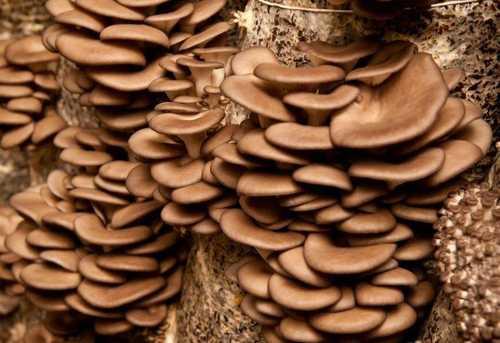 Мицелий грибов Вешенка просто и вкусно