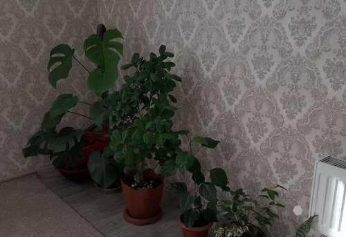 Коллекция растений комнатных