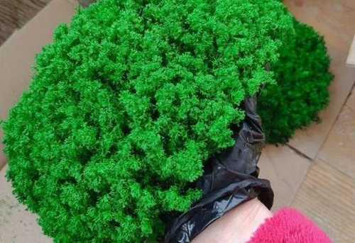 Вечно зеленый мох для декор интерьер кашпо панно