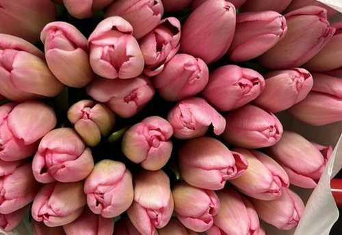 Тюльпаны оптом