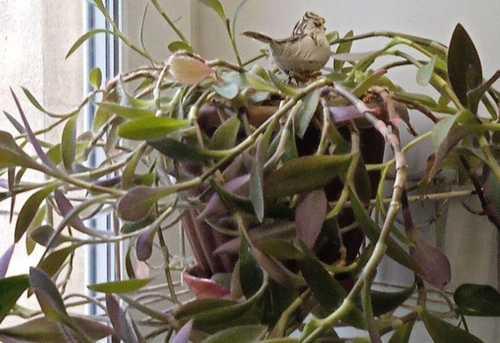 Сеткреазия. Комнатное растение