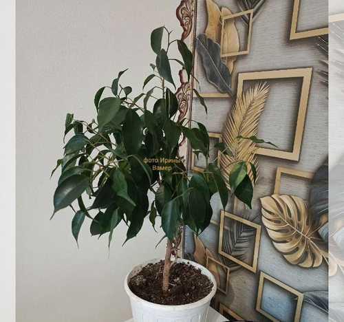 Традесканция, фиалки, фикус и другие комнатные