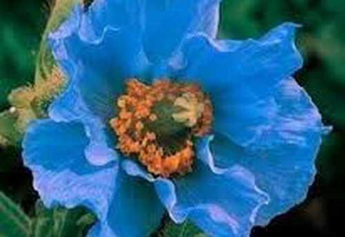 Мак Гималайский Голубой - Семена