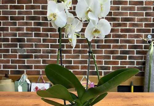 Орхидея фаленопсис 2 ствола