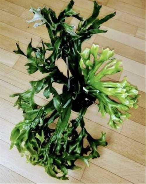 Pyrrosia longifolia var. Crestata form