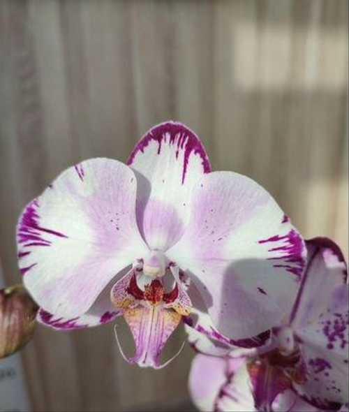 Орхидея Magic Art