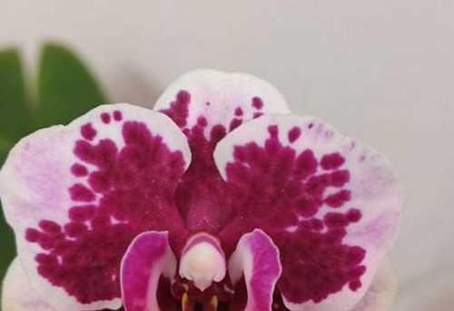 Орхидея фаленопсис Рембрандт