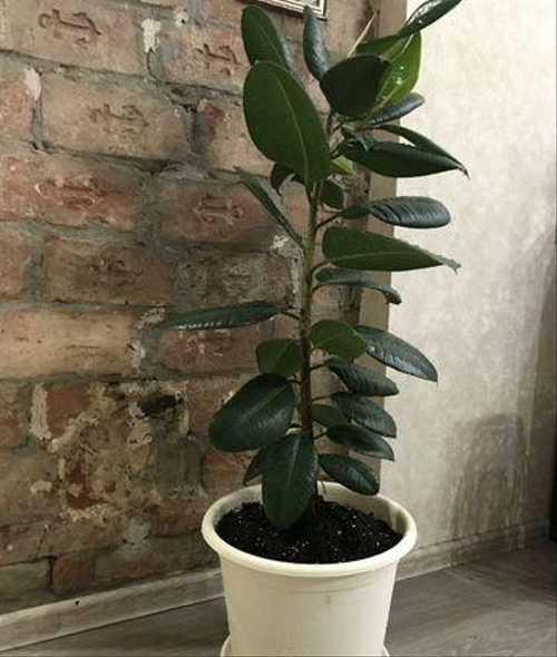 Фикус эластичный (Ficus elastica)