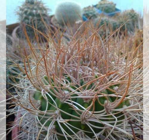 Кактусы, Gymnocalycium polycephalum