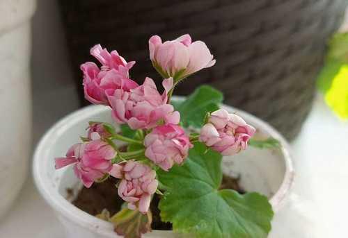 Пеларгония герань, розебудная, "античная роза"
