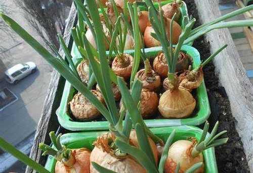 Луковицы тюльпана для выгонки "стронг голд"