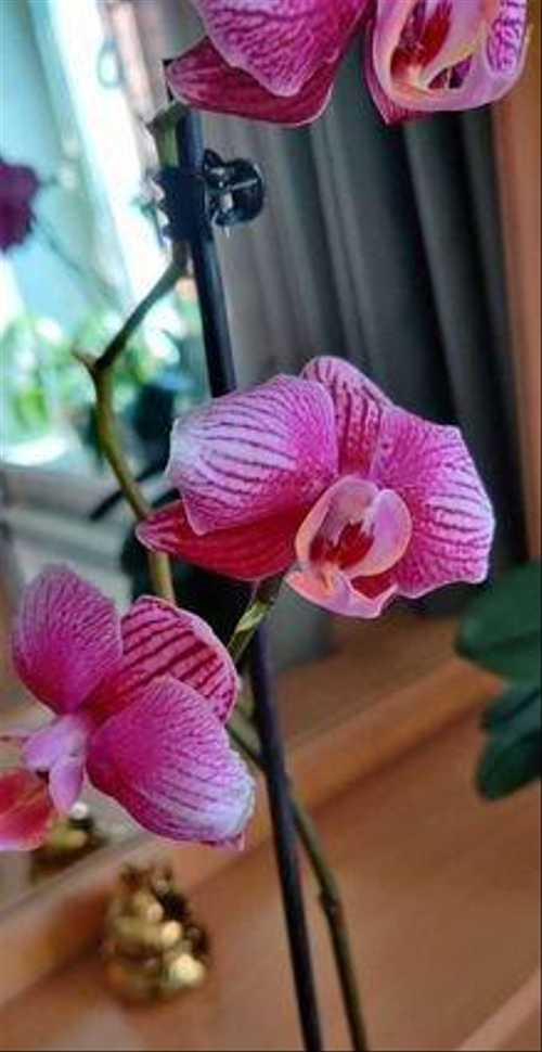 Фантом Орхидея фаленопсис