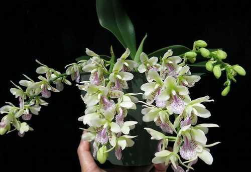 Орхидея Sedirea japonica