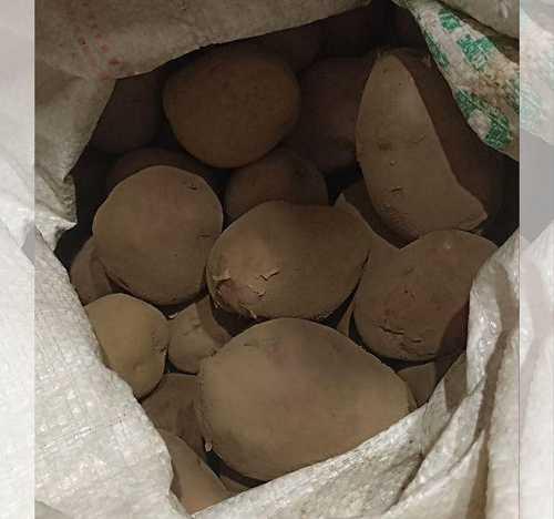 Продам картофель домашний