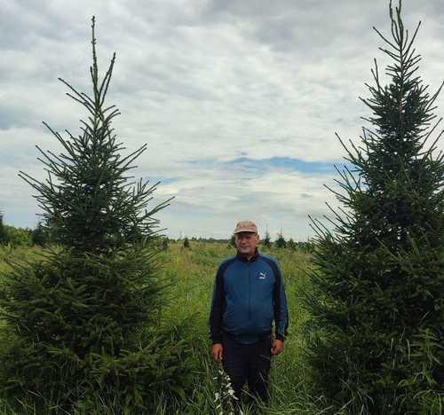 Саженцы хвойных и лиственных деревьев