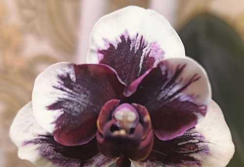 Орхидея plastic doll цветёт