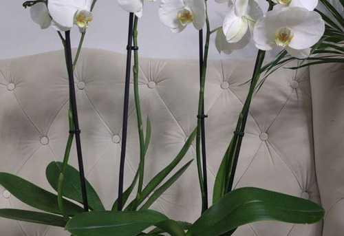 Орхидея фаленопсис в Кашпо