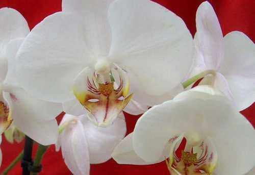 Грунт кора 3л для орхидеи