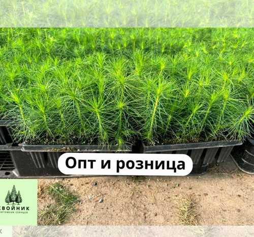 Сосна Обыкновенная Pinus sylvestris