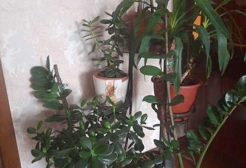 Комнатные растения фикус, денежное дерево