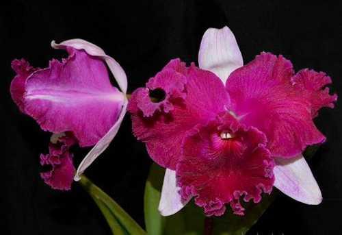 Орхидея. Каттлея. Cattleya Empress