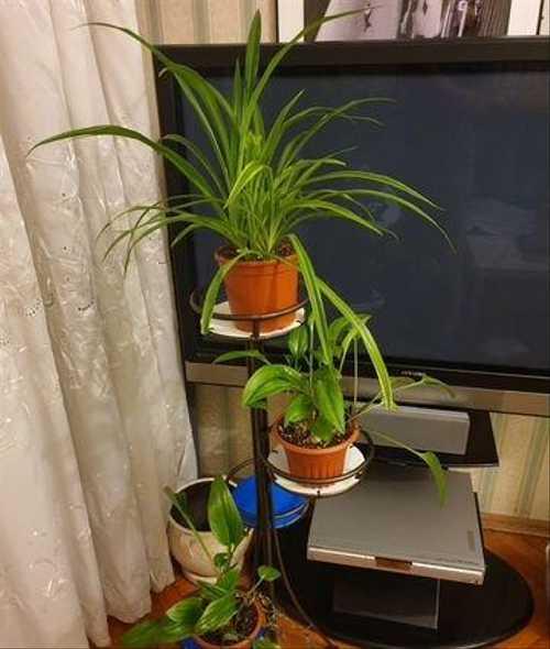 Растения для дома и офиса Цена за все