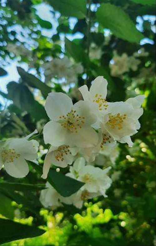 Приму в дар отрезы х/б и натуральных тканей