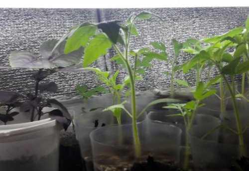 Лампа для выращивания микрозелени