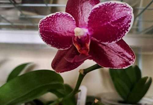 Орхидея фаленопсис Сого Релекс в вазе