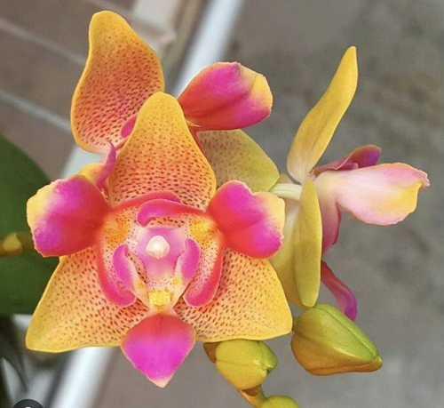 Орхидея фаленопсис PF-5086 ароматный, размер 2,5