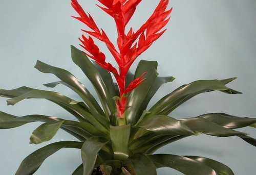 Эхмея Двурядная (Aechmea Distichantha), Алоэ вера