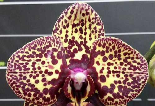 Орхидея фаленопсис Азия