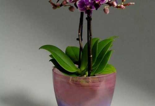 Кашпо стеклянное для орхидей