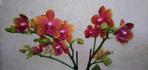 Орхидея фаленопсис Европа ароматные цветут