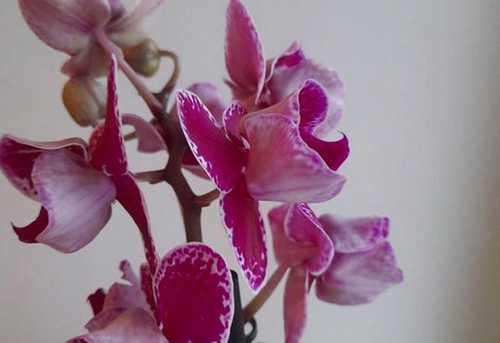 Орхидея фаленопсис пелорик