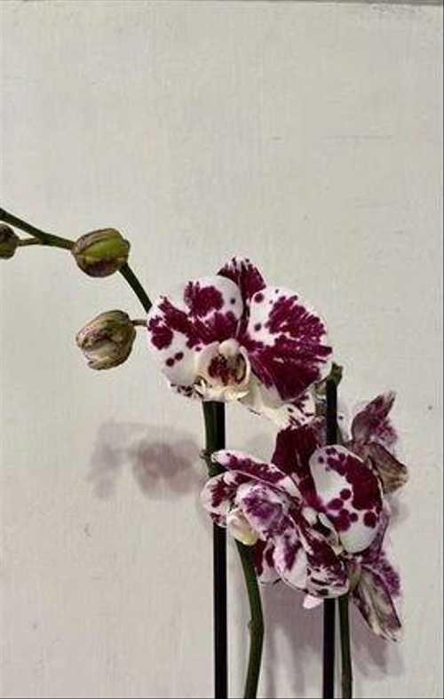 Орхидея фаленопсис А-ля Шоколад
