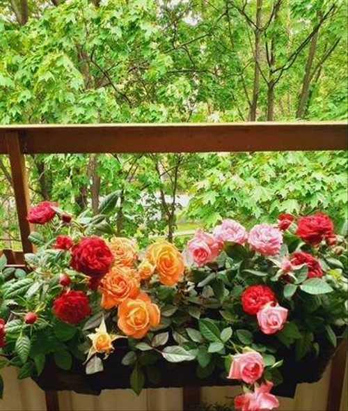 Миниатюрные розы различной окраски