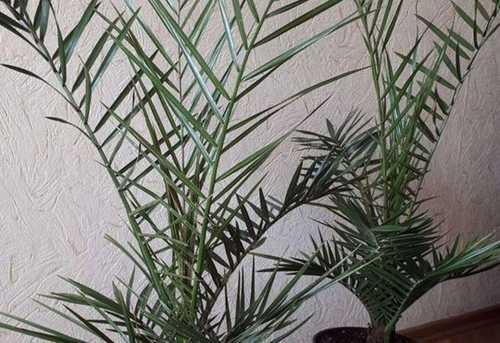 Финик канарский, пальма