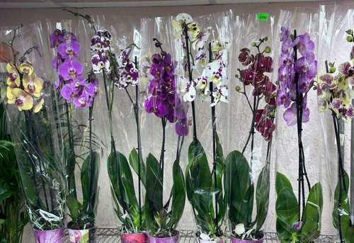 Орхидеи на 2 цветоноса