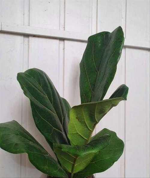 Фикус лирата бамбино фото взрослого растения
