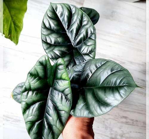 Алоказия Синуата (Alocasia sinuata)