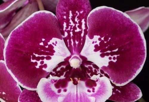 Орхидея Phal. Purple Fairy L1754