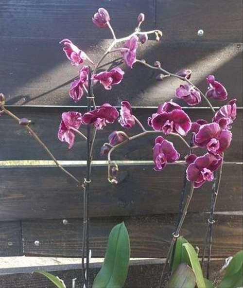 Орхидея фаленопсис Мэджик арт Каменная роза