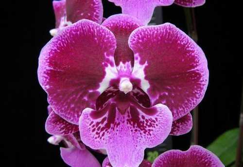 Орхидея Phal. YH0411 Younghome Benny