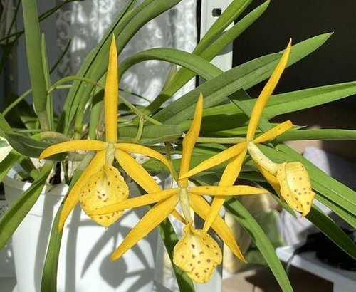 Орхидея Brassavola yellow bird