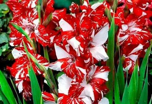 Гладиолусы крупноцветковые, лилии, пионы на март