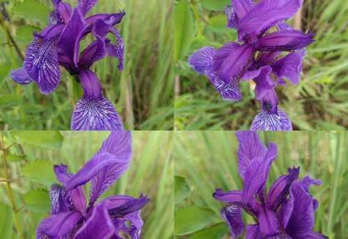 Ирис изящный фиолетовый цветы садовые саженцы