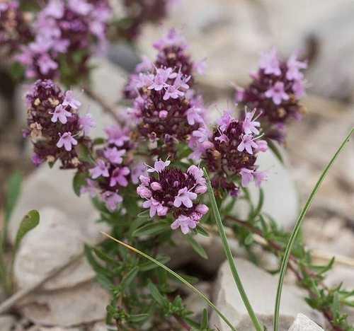 Сбор от паразитов